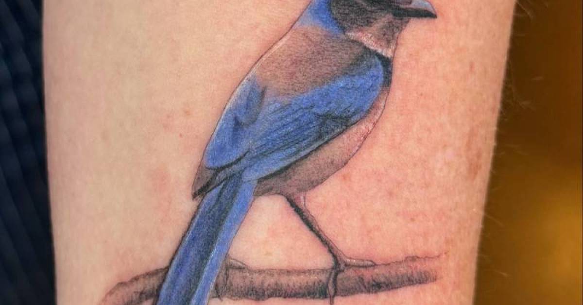 Scrub Jay Tattoos | Tattoofilter
