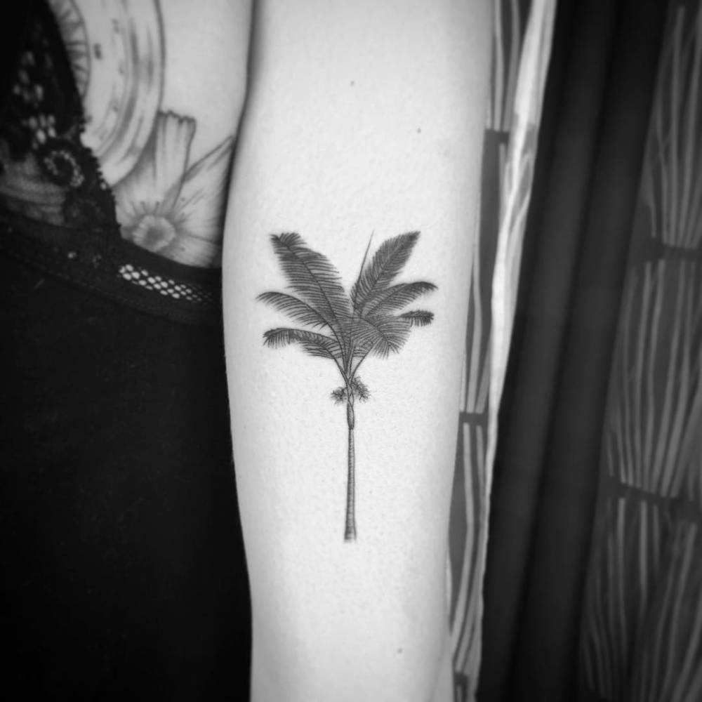 Palm Tree Palm Tree