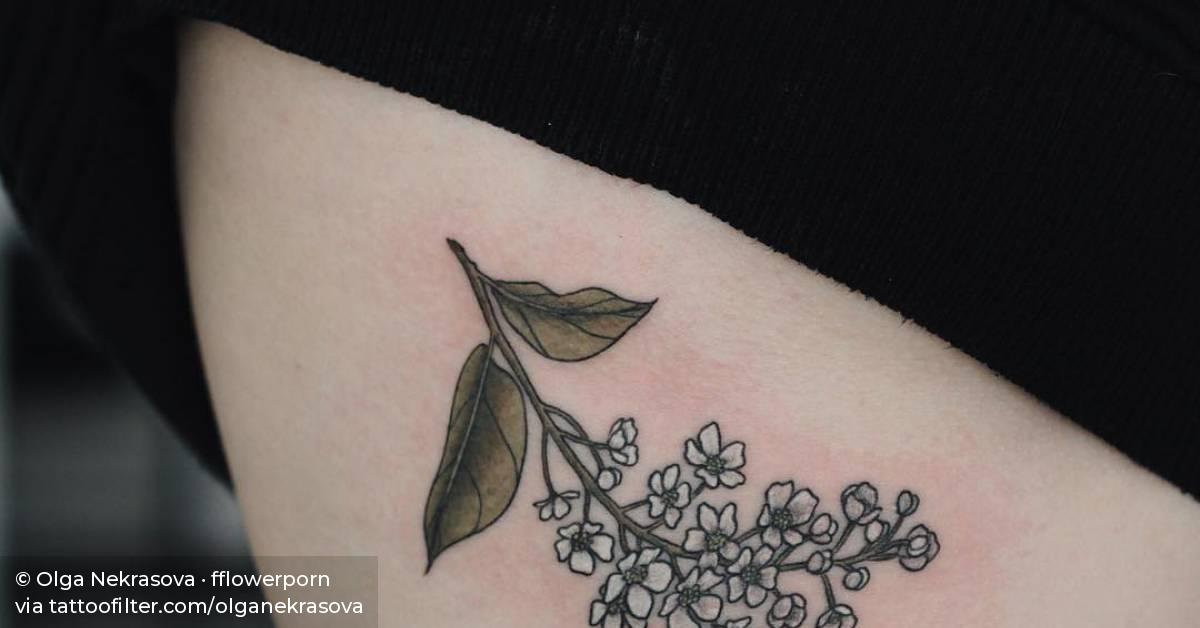 Bird cherry for Kate
