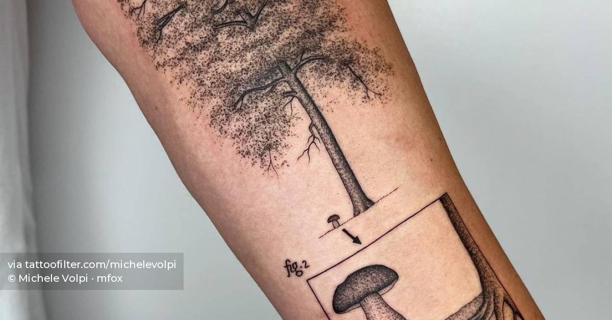 “The symbiotic relationship between Boletus edulis