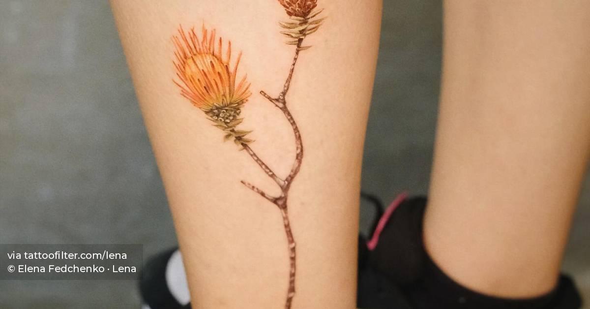 Chuquiraga flower that grows 4000 meters above sea