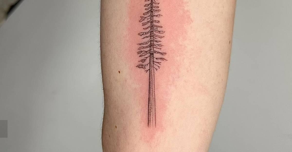 Single needle redwood tree tattoo located on the inner