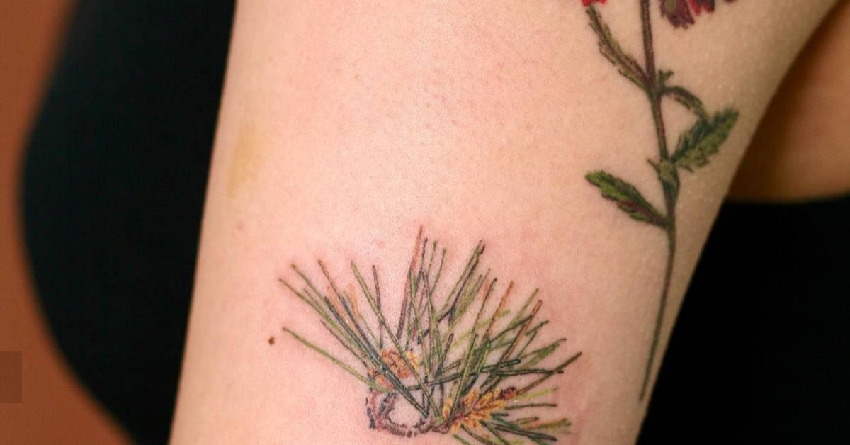Tatuagem De Pinheiro Em Aquarela Tatuagem Temporária De Coneflower,