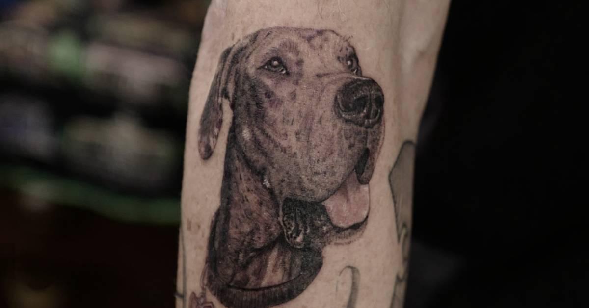 Great Dane tattoo located on John Heilemann's forearm,